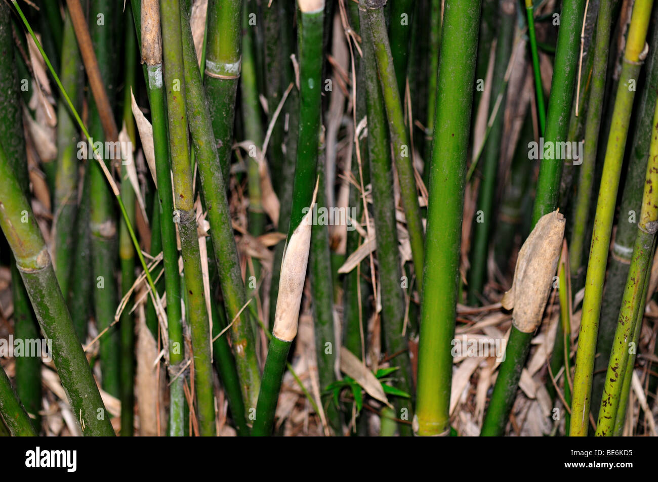 Multiple bamboo hi-res stock photography and images - Alamy