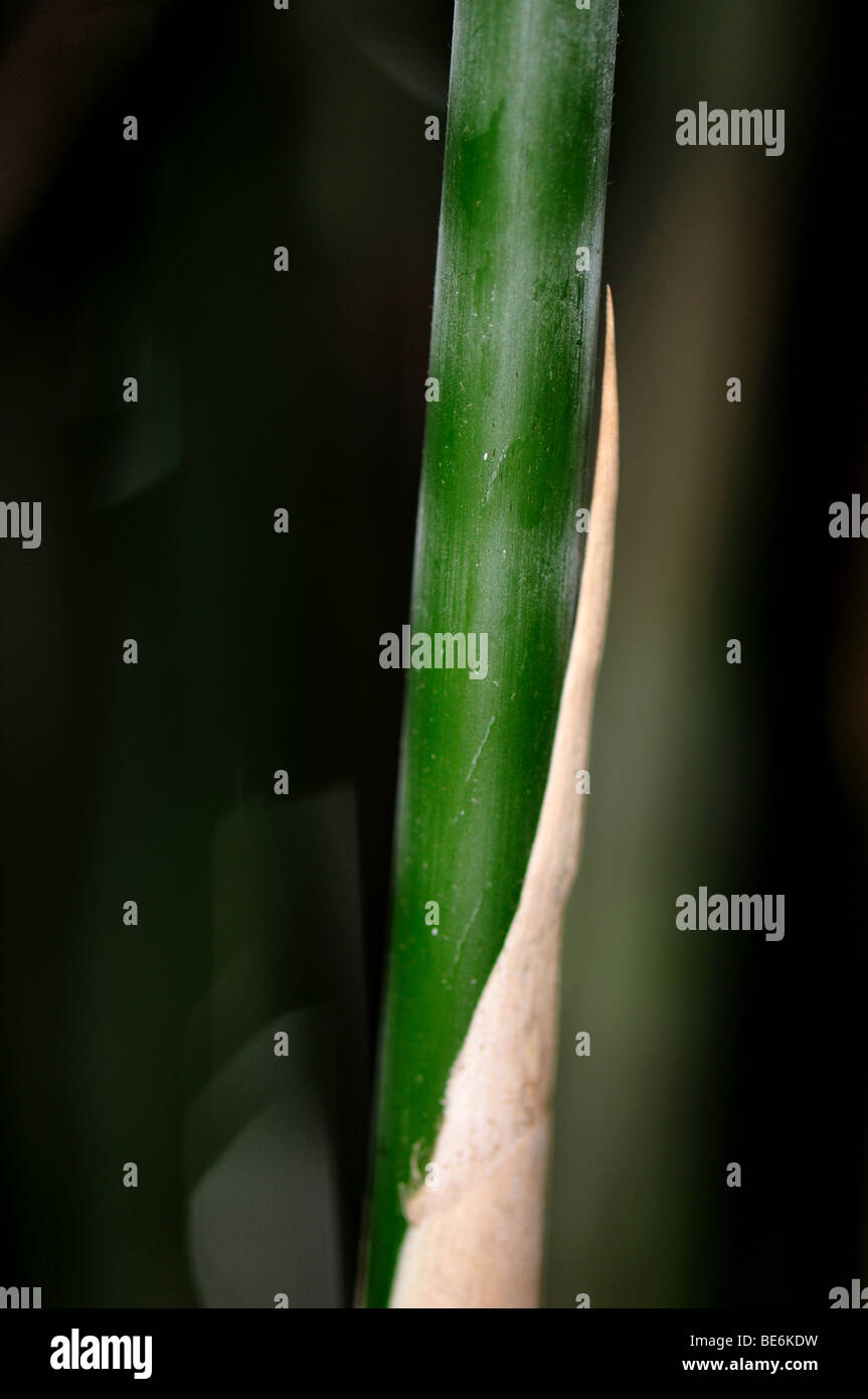 Green bamboo stem Stock Photo - Alamy