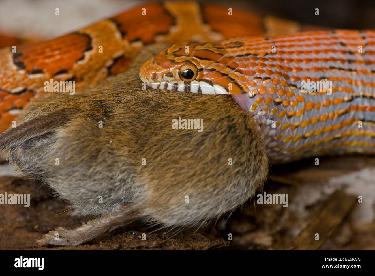 Corn Snake (Elaphe guttata guttata) Eating Mouse - Captive - USA Stock ...