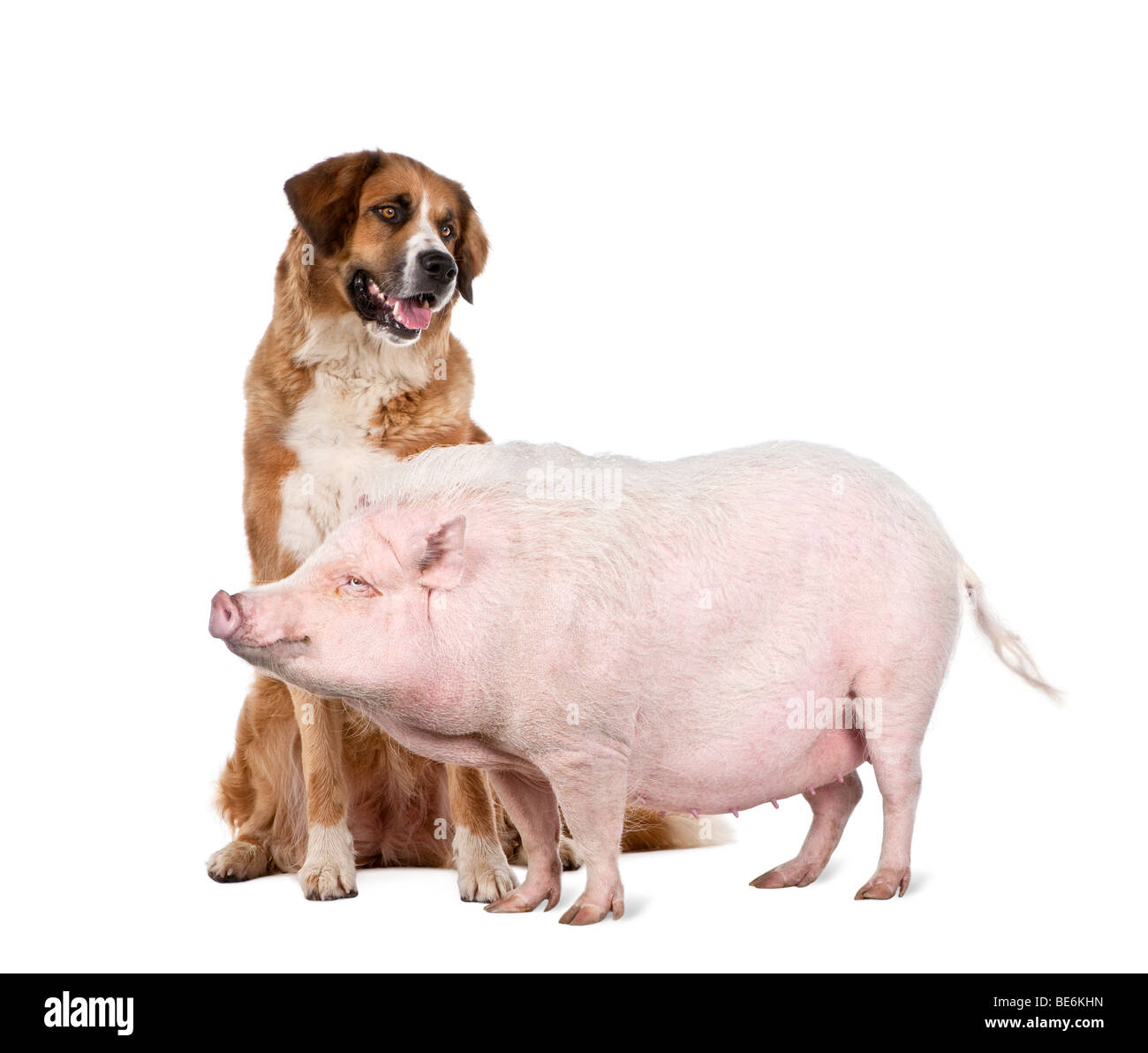 Gottingen minipig hi-res stock photography and images - Alamy