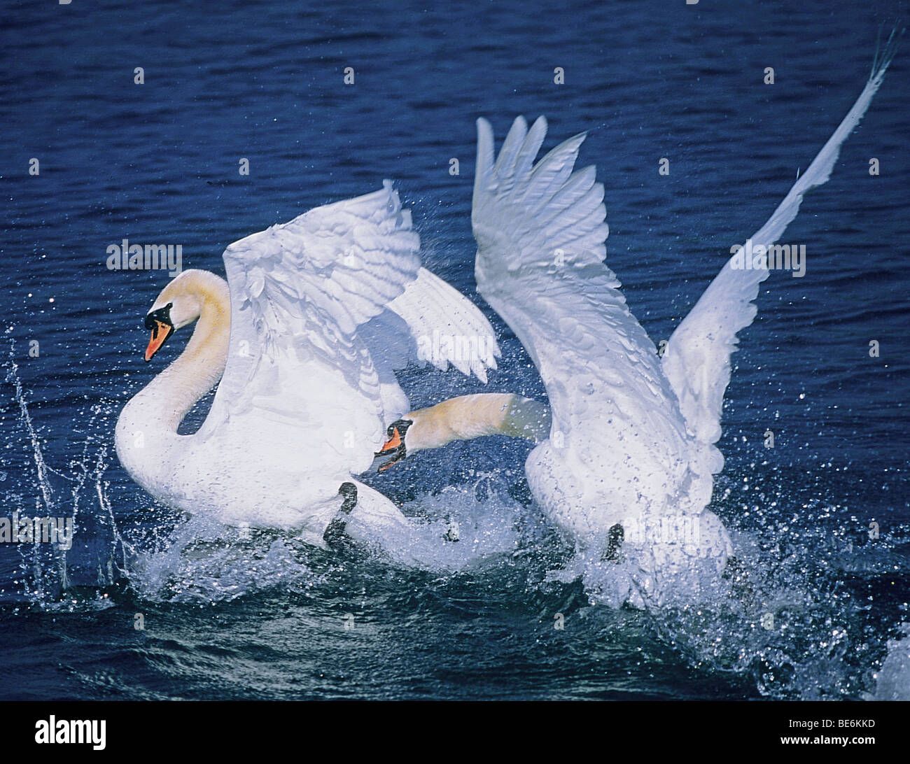 Two swans fighting hi-res stock photography and images - Alamy