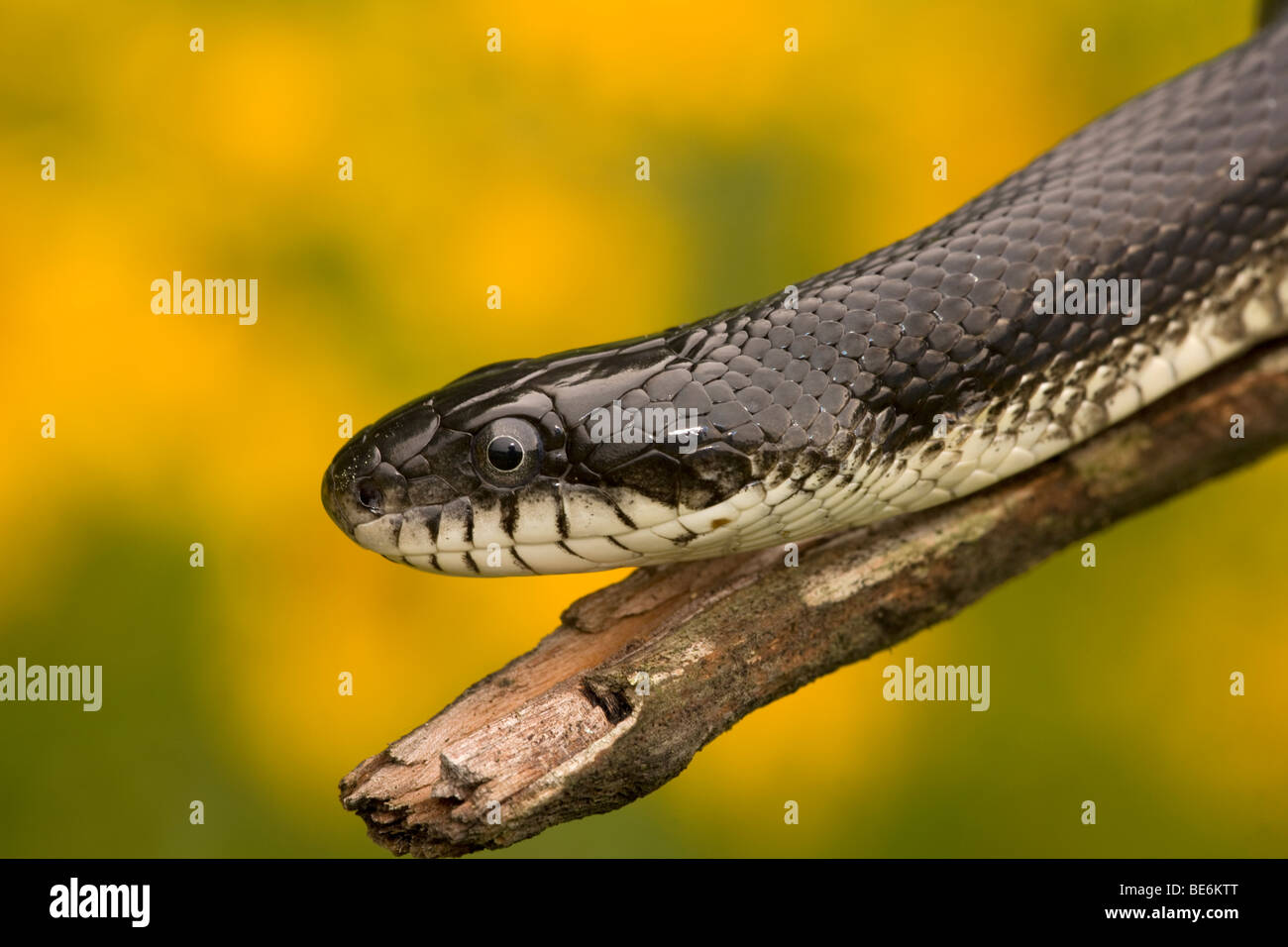 Eastern Ratsnake (Elathe alleganiensis) also known as Black Ratsnake ...
