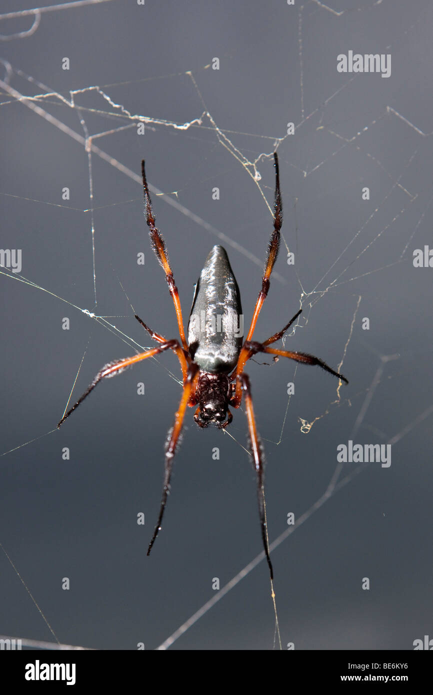 Palm spider, La Digue Island, Seychelles, Indian Ocean, Africa Stock ...
