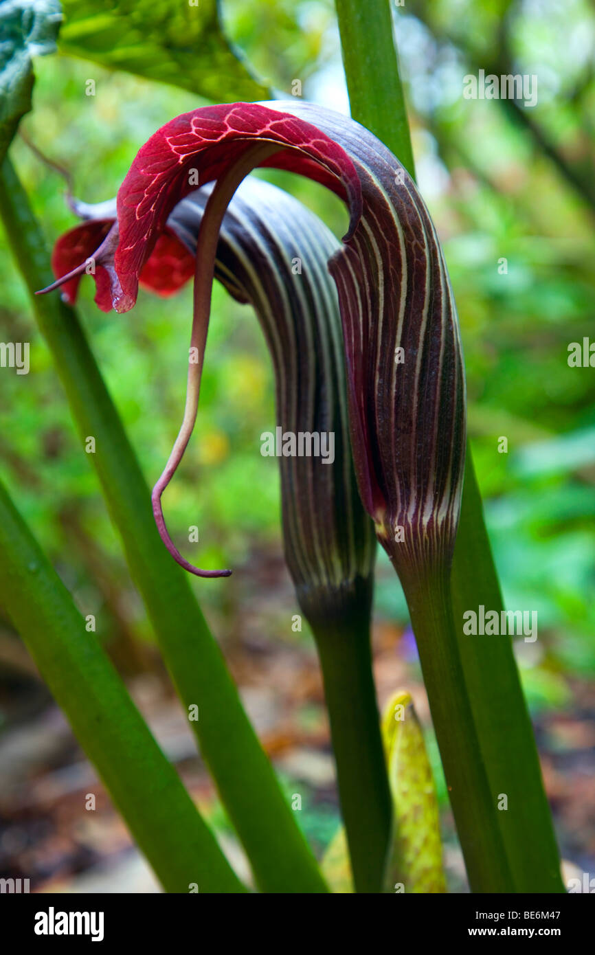 Hooded Flowers Stock Photos & Hooded Flowers Stock Images - Alamy