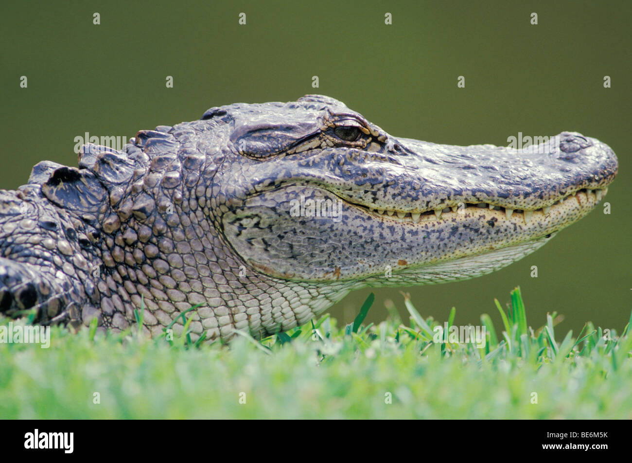Alligator Profile View High Resolution Stock Photography and Images - Alamy