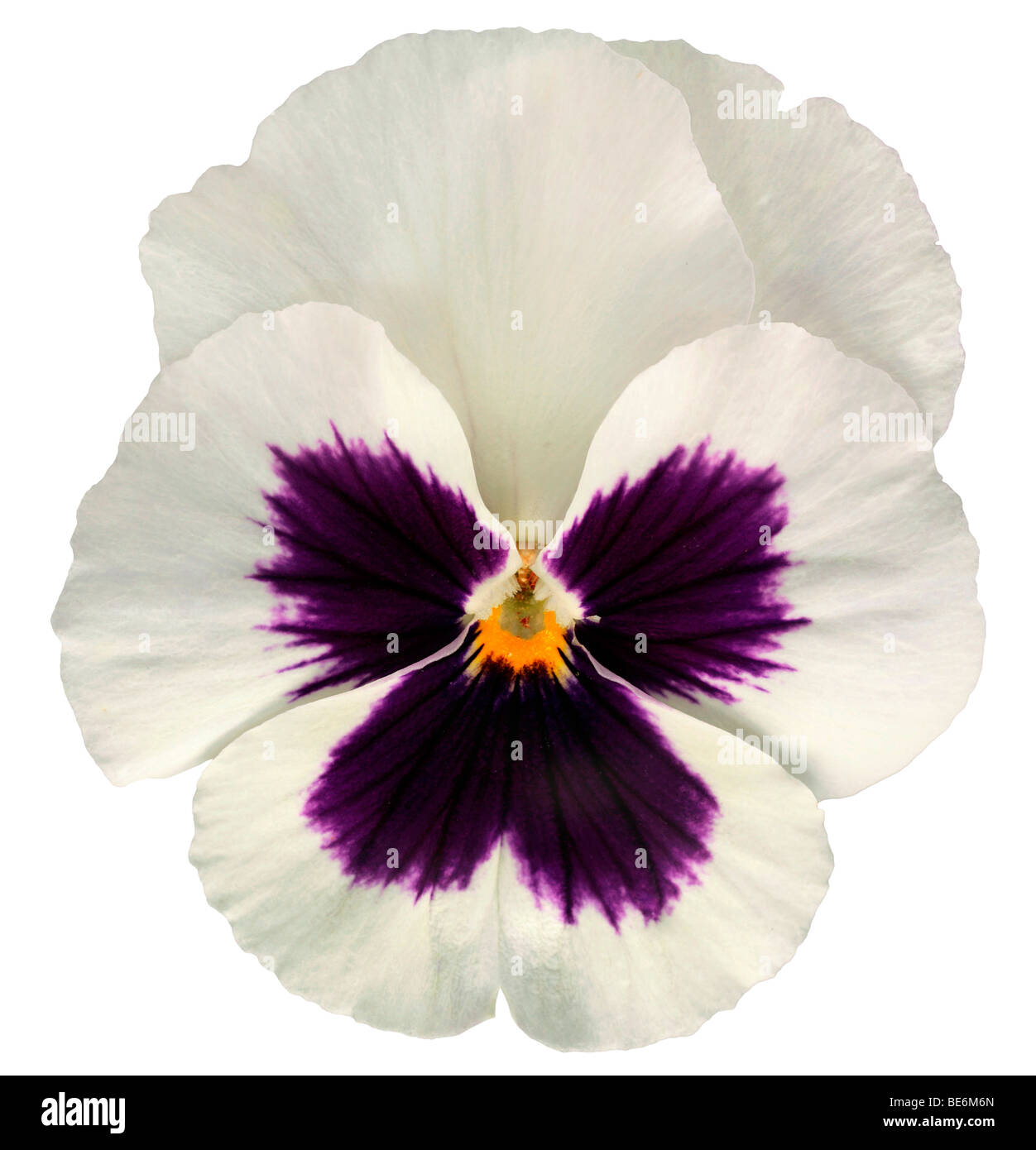 Pansy white hi-res stock photography and images - Alamy