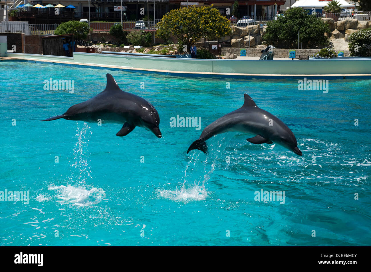 Dolphin show, Oceanarium, Bayworld, Port Elizabeth, South Africa Stock ...