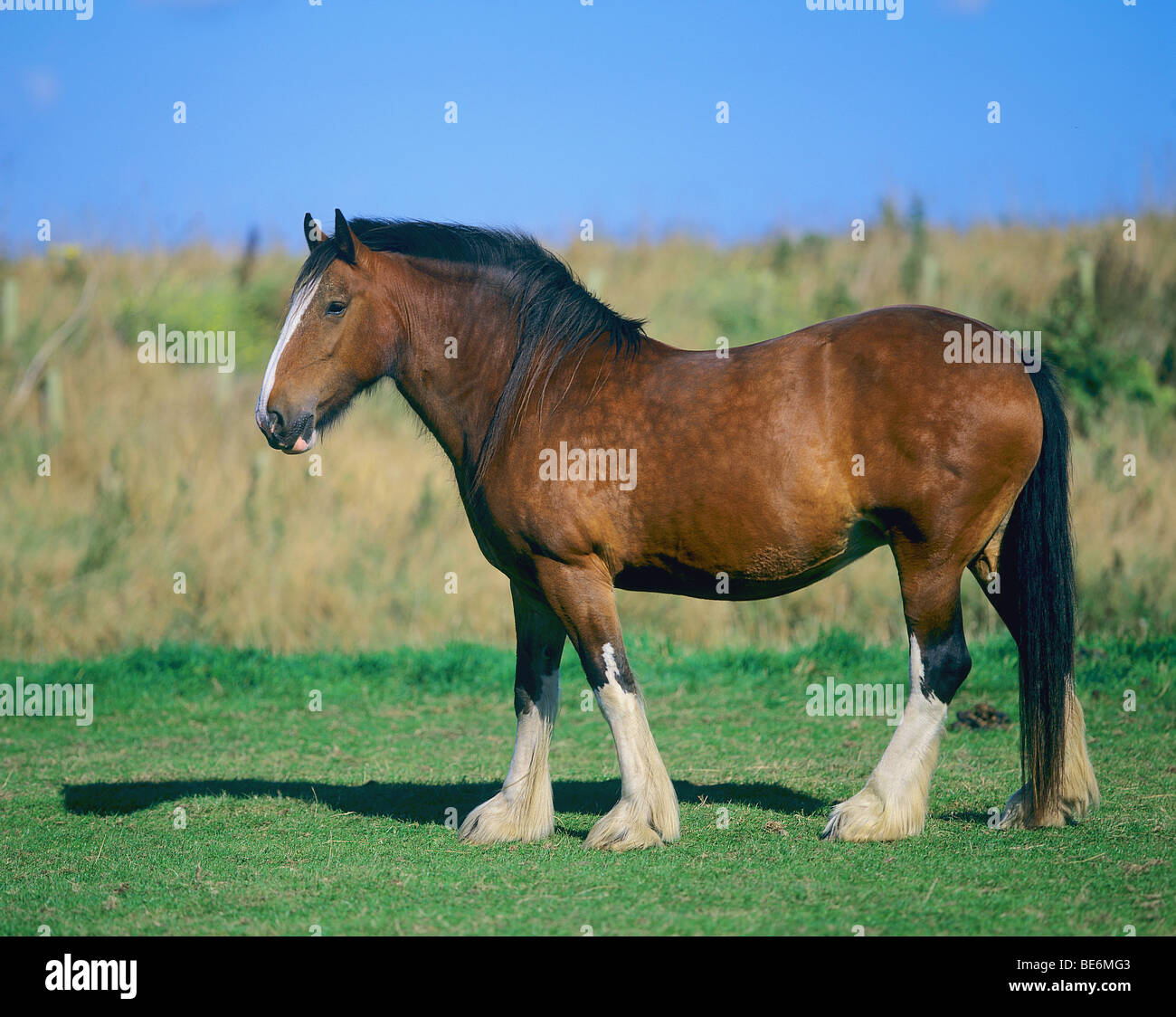 Shire Horse - standing on meadow Stock Photo - Alamy