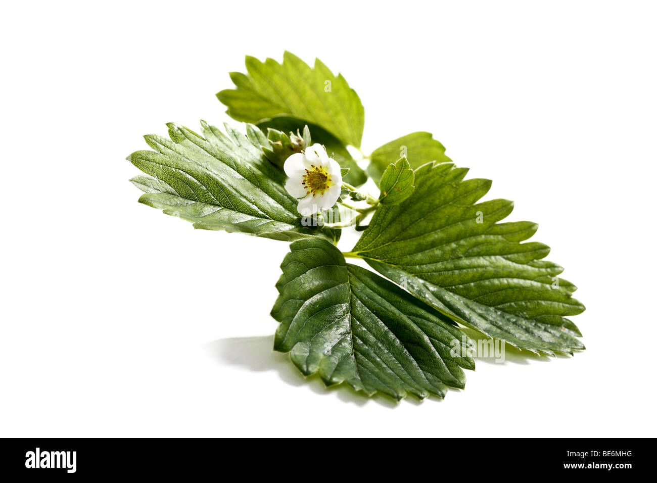 Strawberry leaf hi-res stock photography and images - Alamy