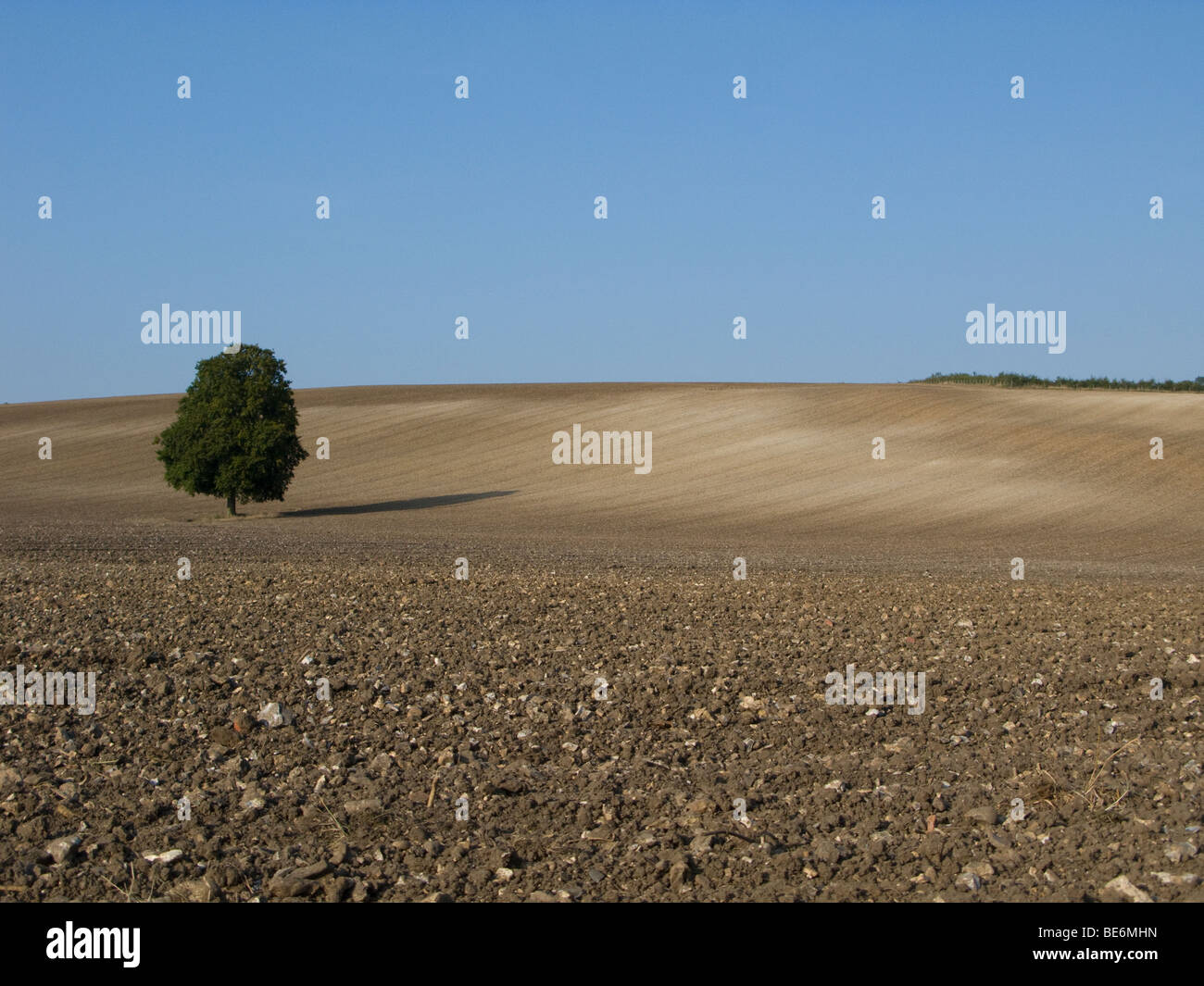 Lone green beech tree in newly ploughed textured soil showing furrows ...