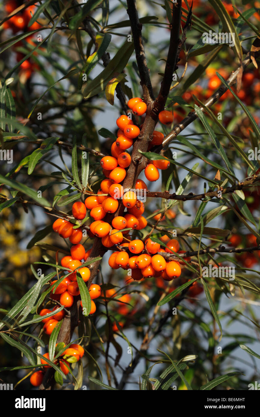 Sea-buckthorn, Hippophae rhamnoides Stock Photo - Alamy