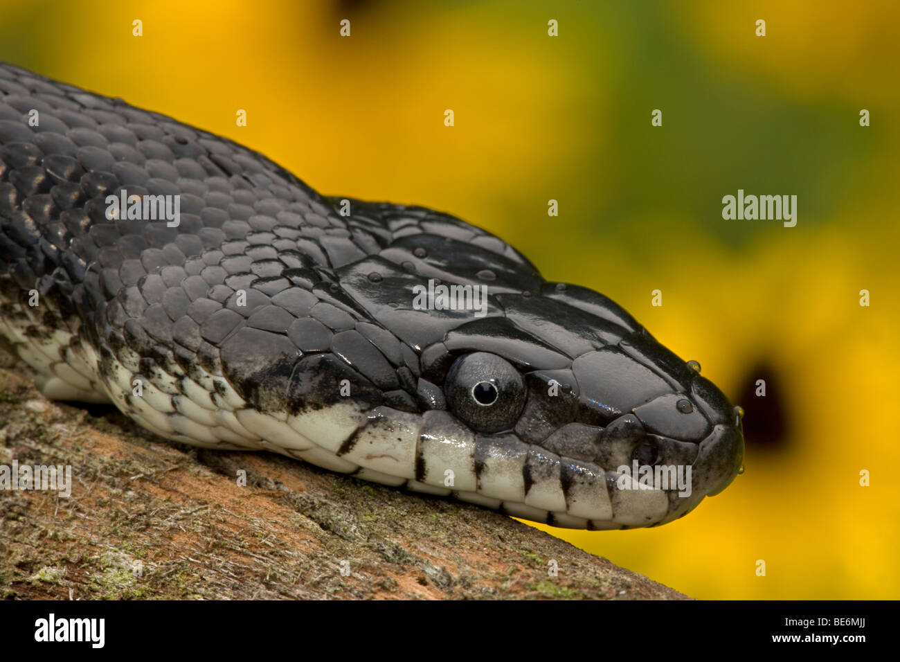 Animal animals blooded cold cold blooded ectotherm ectothermic ...