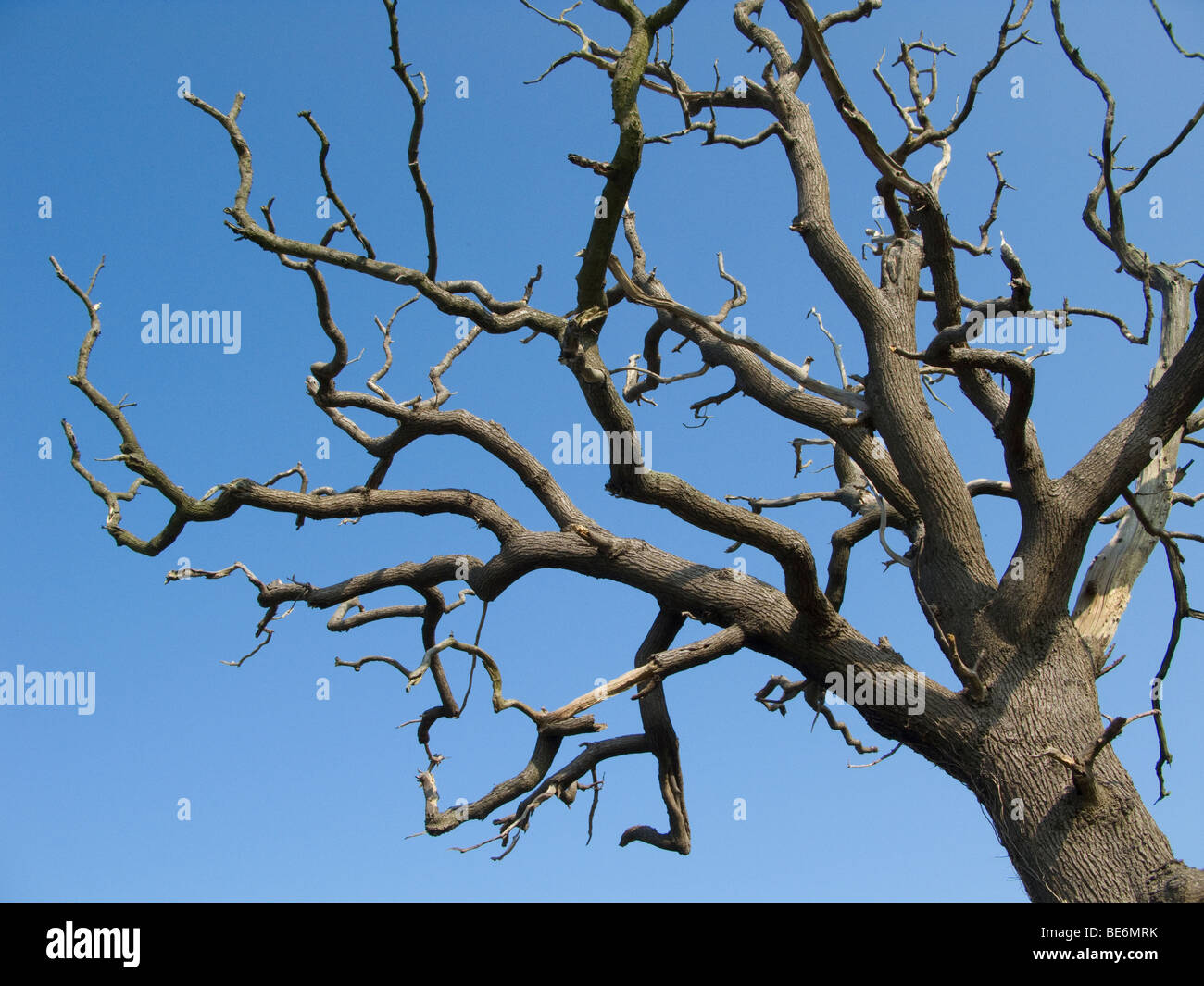 Stark dead tree, intense blue sky in full sunshine,branching out Stock ...