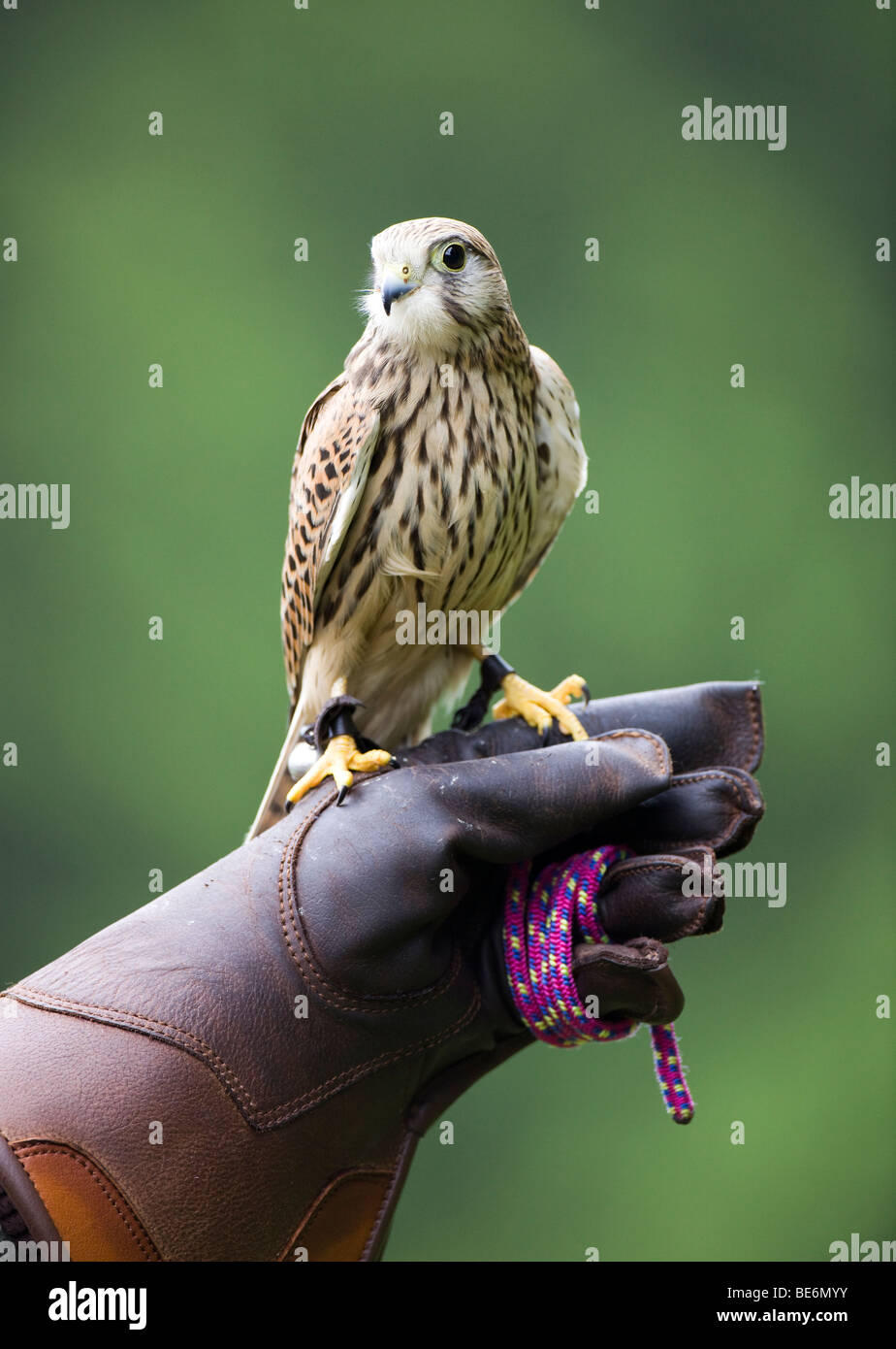 Falcon on human hand hi-res stock photography and images - Alamy