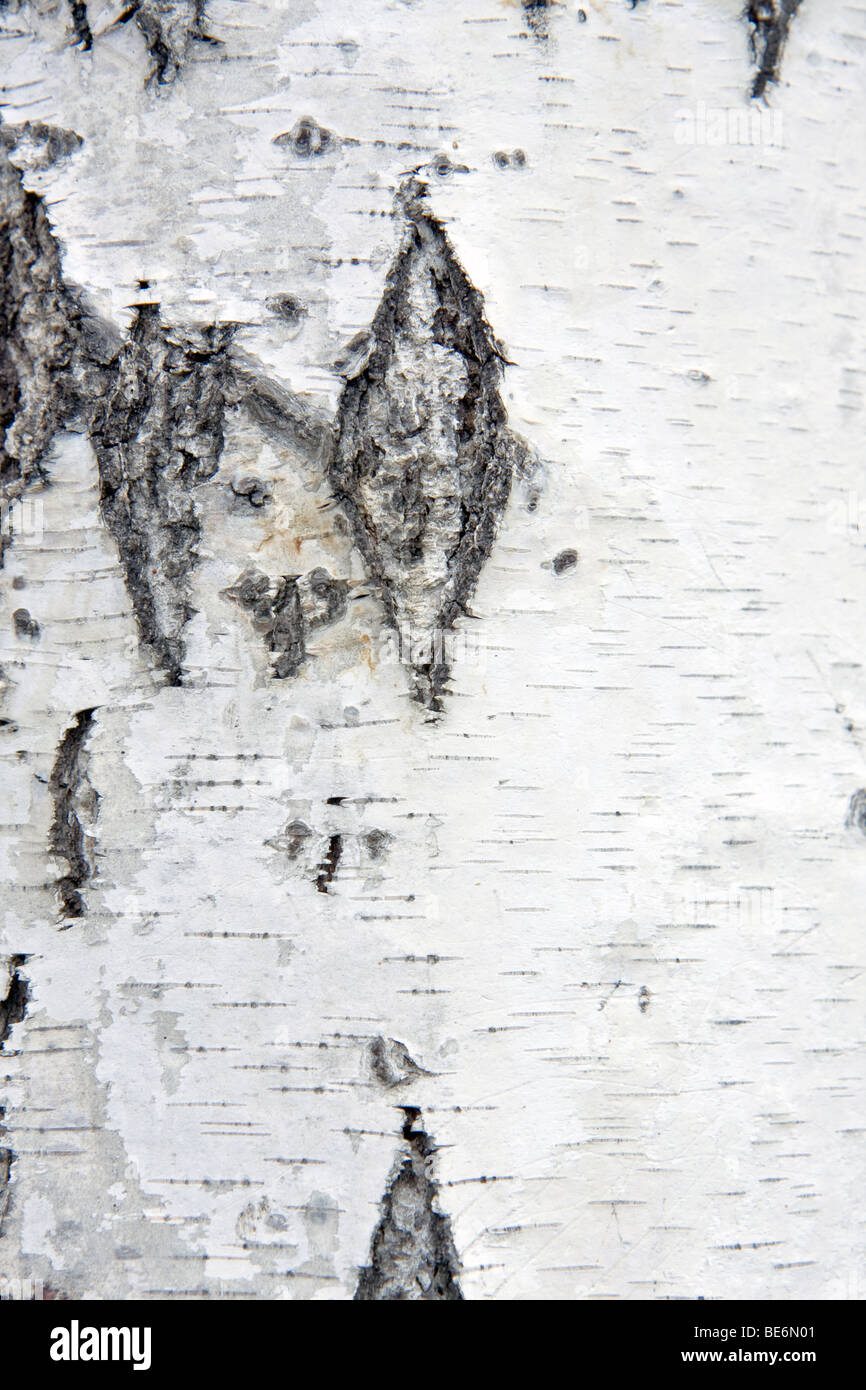 the closeup of birch tree bark Stock Photo - Alamy