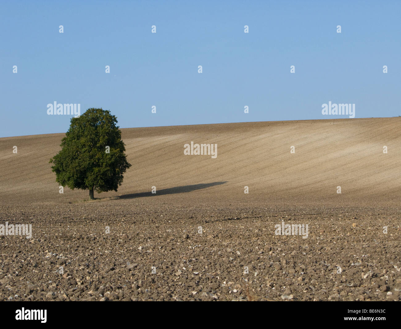 Lone green Beech tree in newly ploughed textured soil showing furrows ...