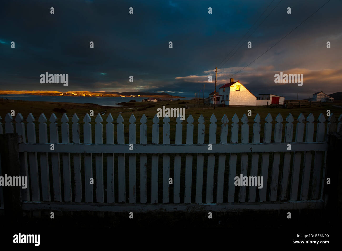 Falkland islands fox hi-res stock photography and images - Alamy