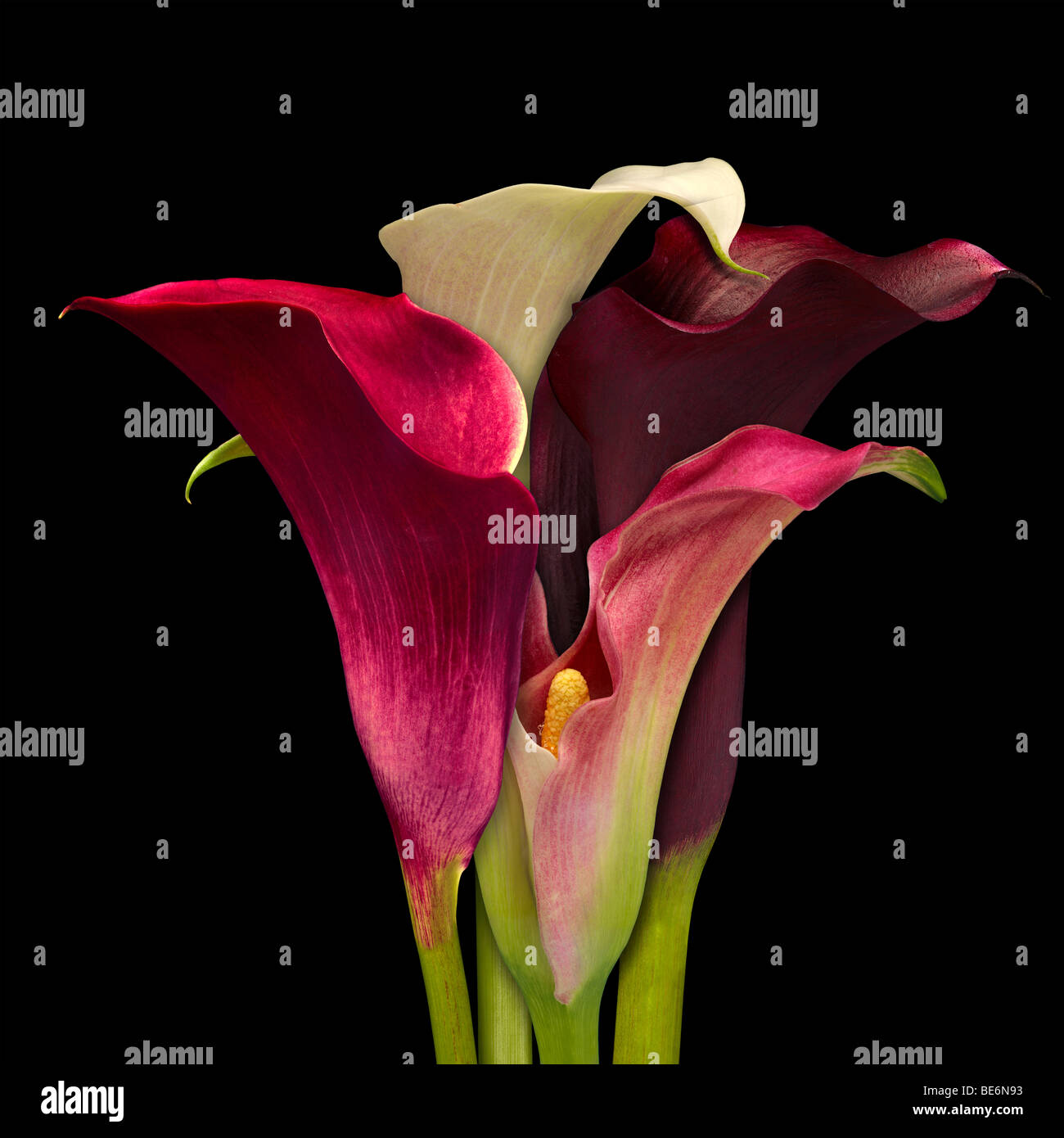 Lilies white cut out hi-res stock photography and images - Alamy