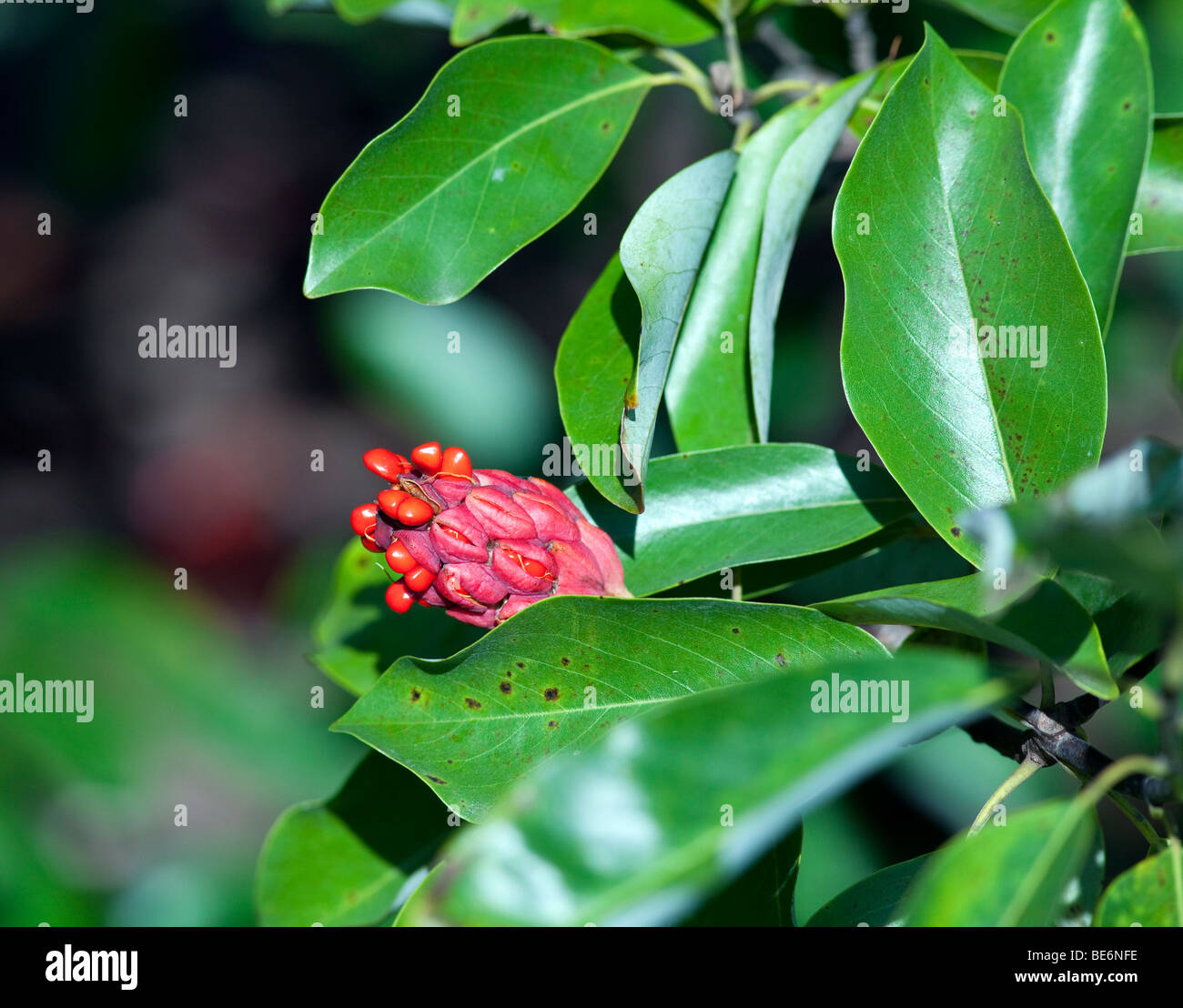 Sweetbay magnolia tree High Resolution Stock Photography and Images - Alamy