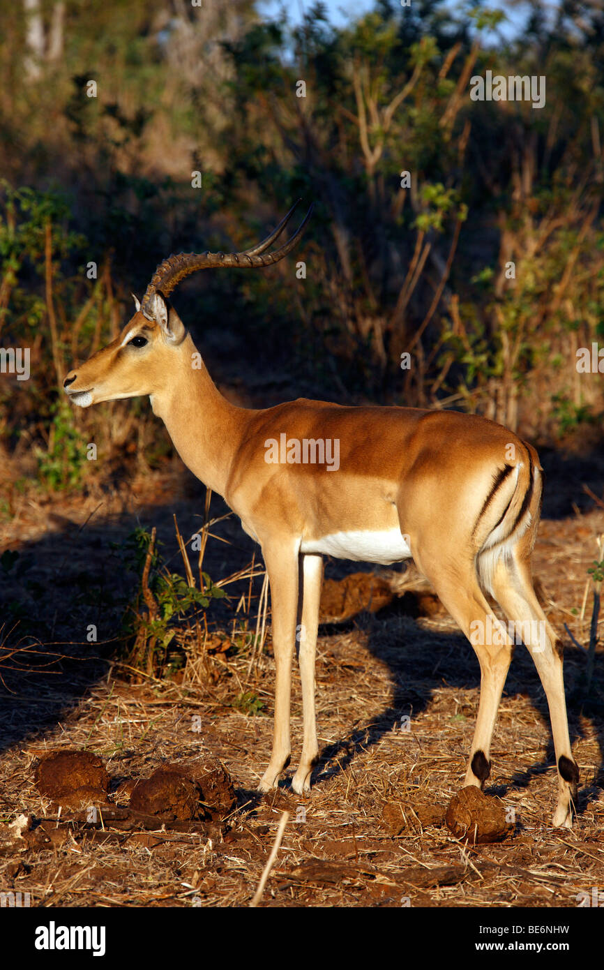 A male impala (Aepyceros malampus malampus) in Chobe National Park in ...