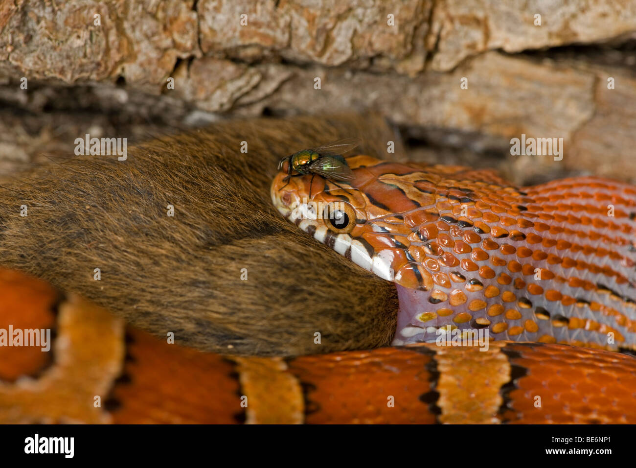 Corn snake pantherophis guttatus captive hi-res stock photography and ...