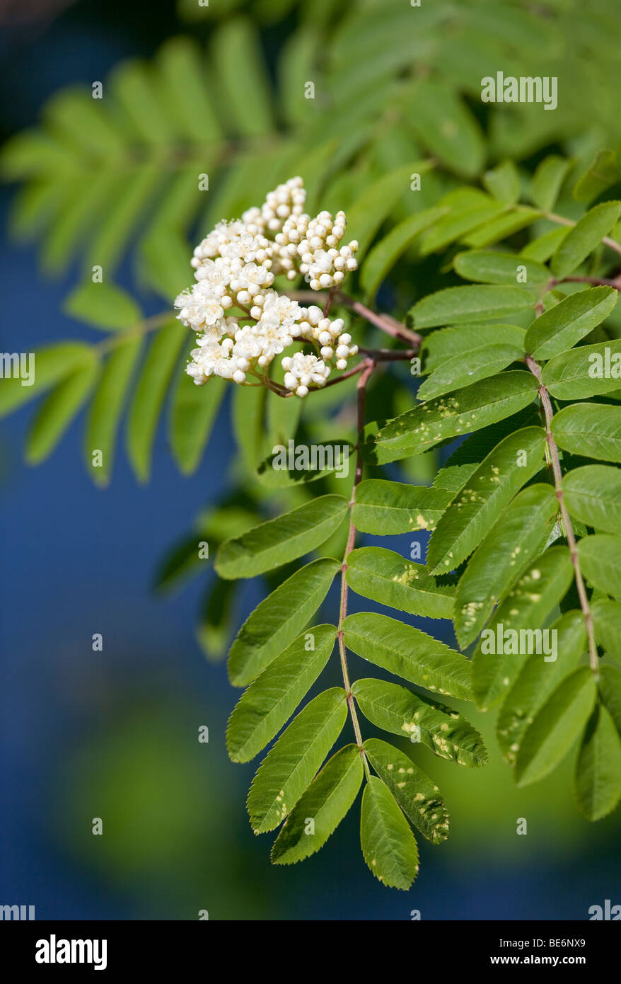Rowan ( Sorbus aucuparia ) tree blooming Stock Photo - Alamy