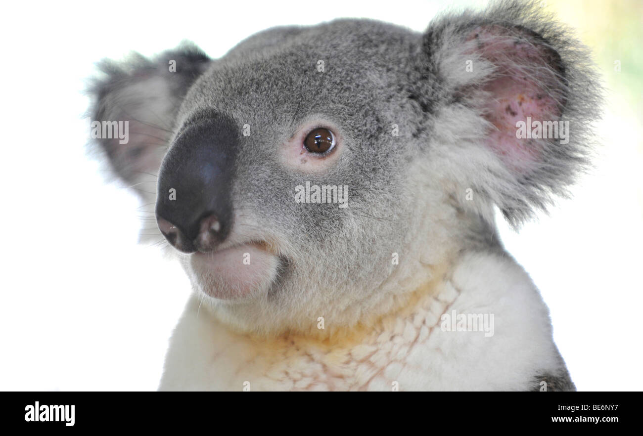 Ash-grey Koala (Phascolarctos cinereus), juvenile, Queensland ...