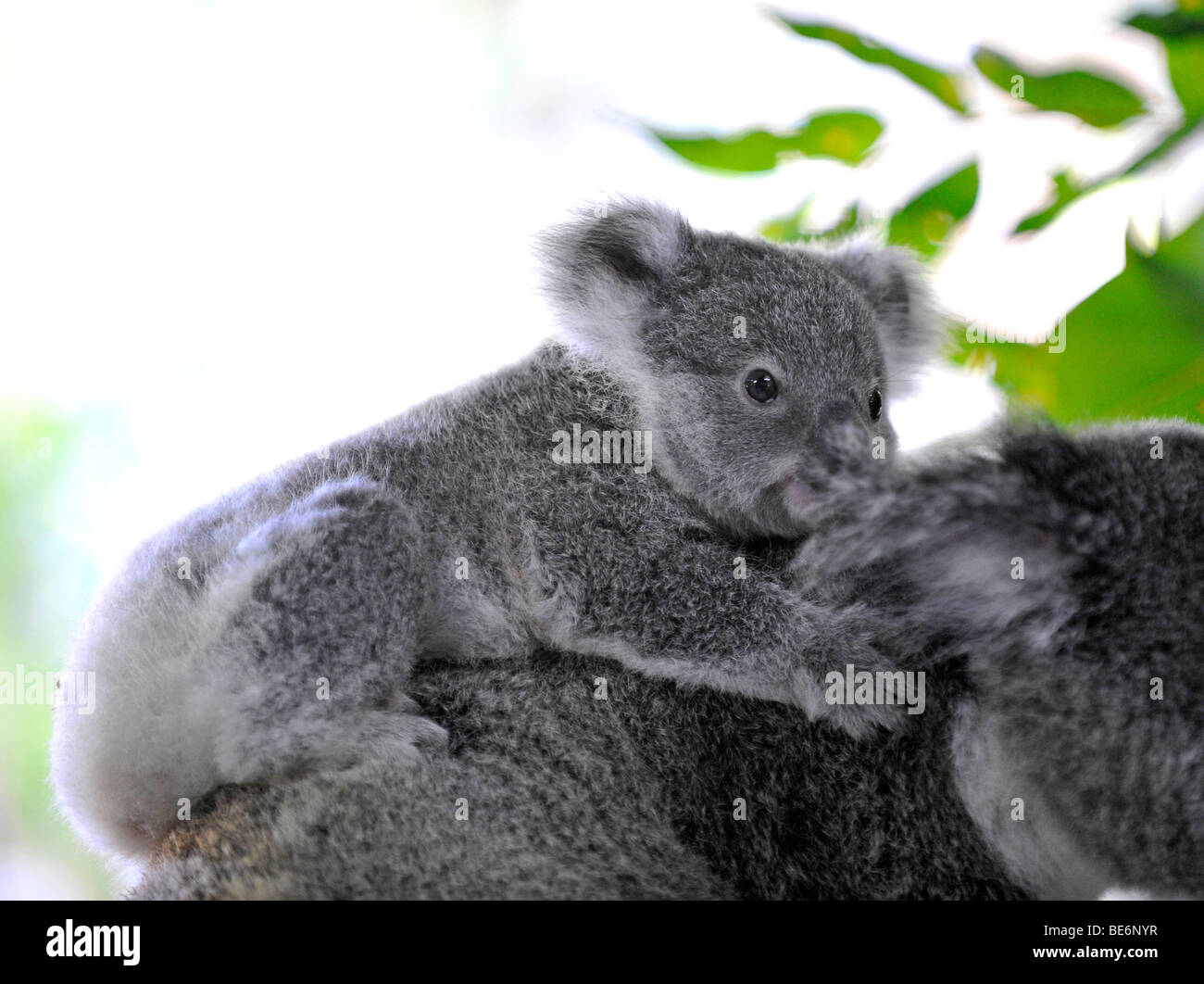Koala Bear Cubs