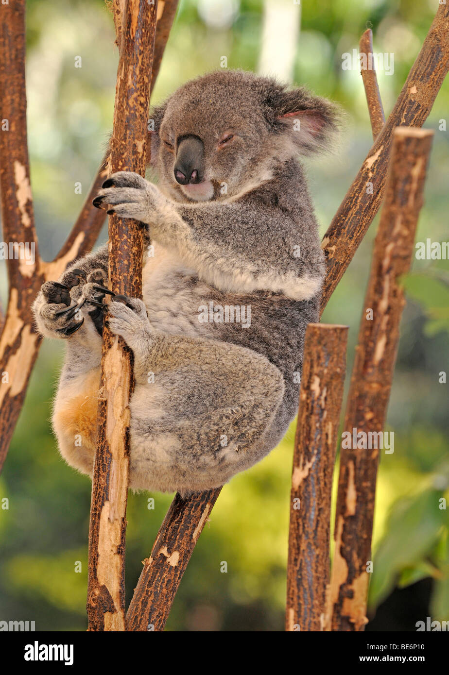 Koala (Phascolarctos cinereus) in eucalypt tree (Eucalyptus ...