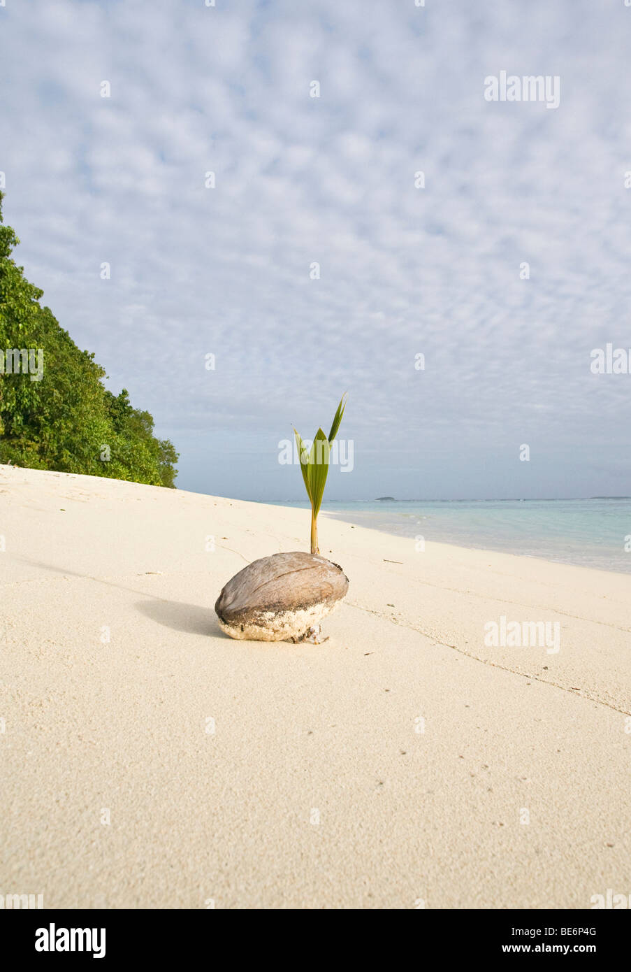 Coconut on beach in Tonga Pacific Ocean Stock Photo - Alamy