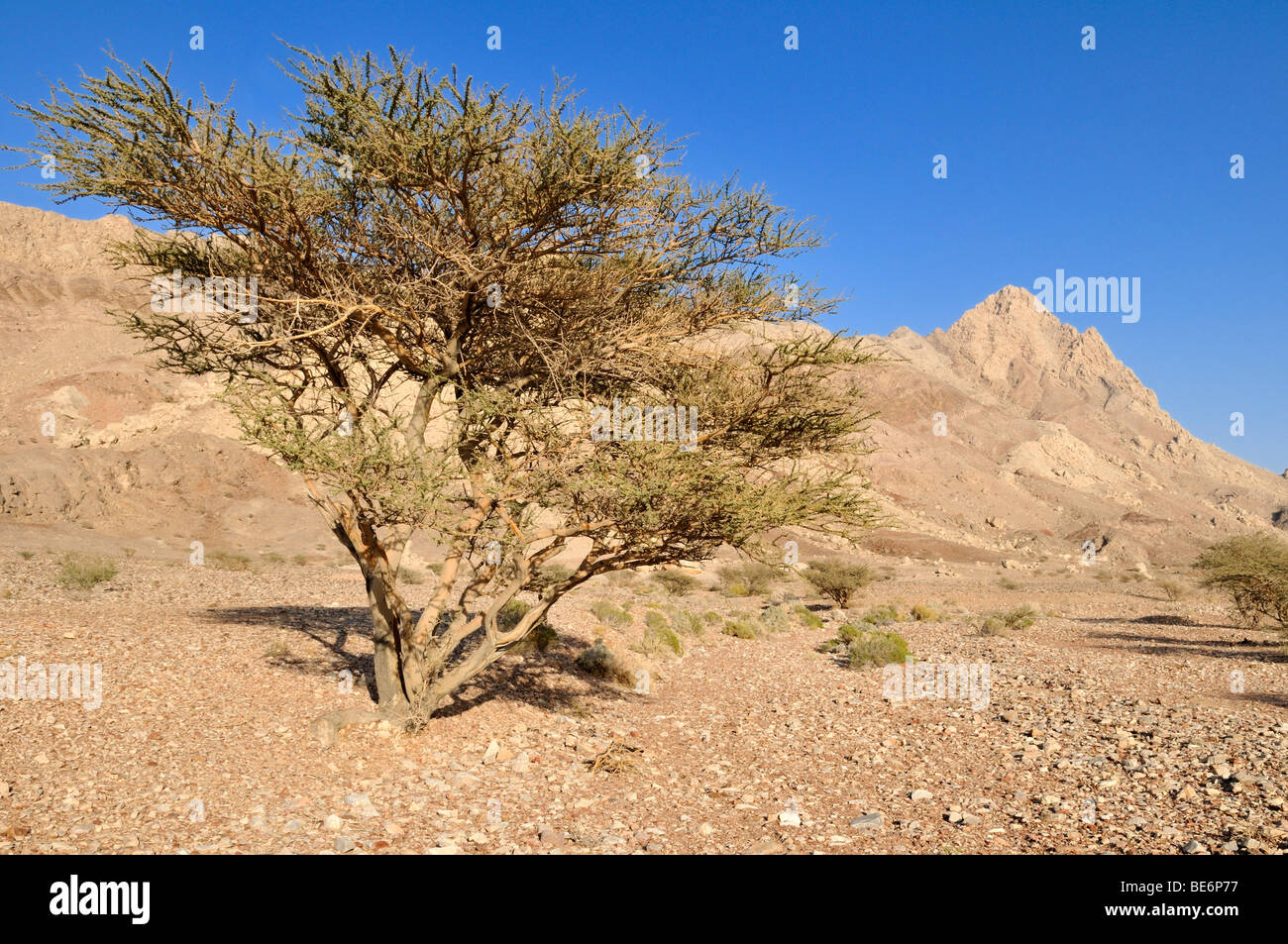 Dry wadi bed with acacia, Hajar al Gharbi Mountains, Al Dhahirah region ...