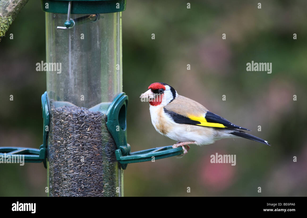 Male goldfinch hi-res stock photography and images - Alamy