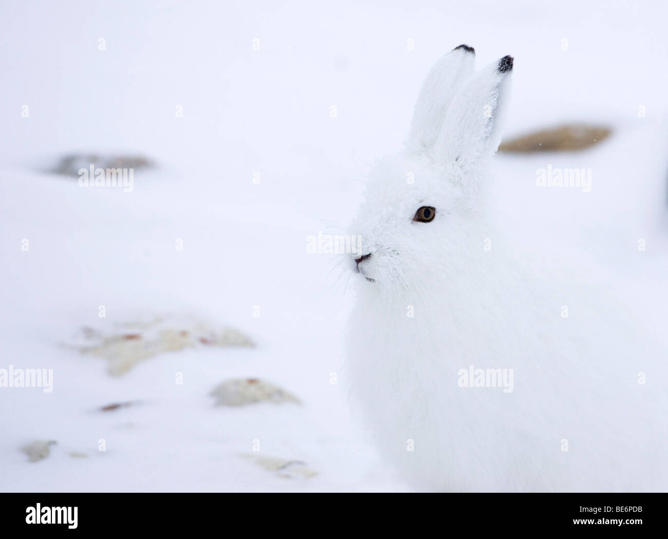 White Rabbit Snow High Resolution Stock Photography and Images - Alamy