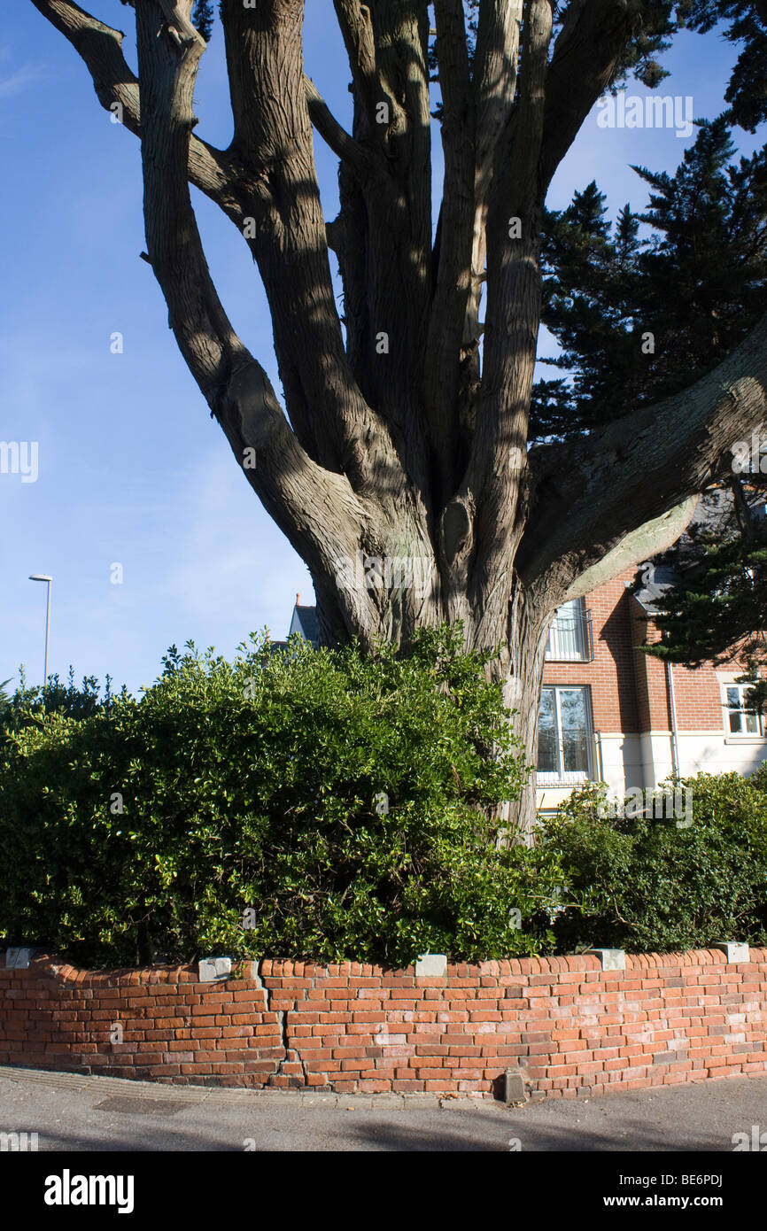 brickwork cracking caused by large tree near to brick wall Stock Photo ...