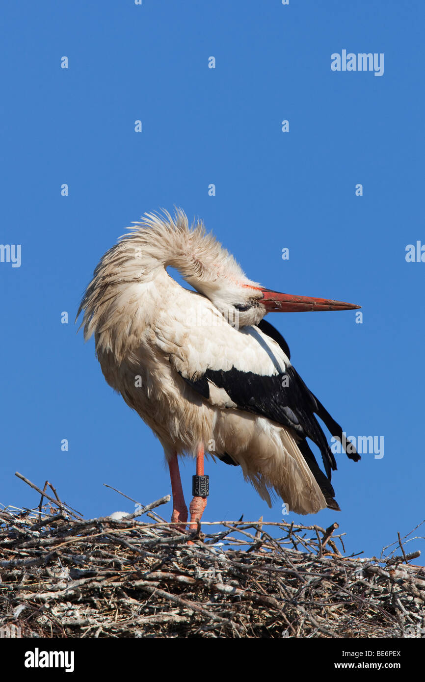 European White Stork (Ciconia ciconia), adult standing on nest while ...