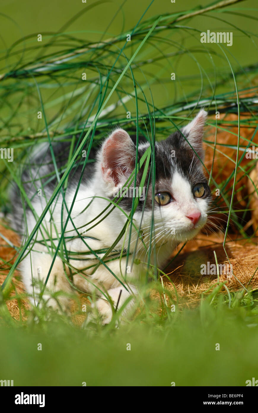 Creeping grass hi-res stock photography and images - Alamy