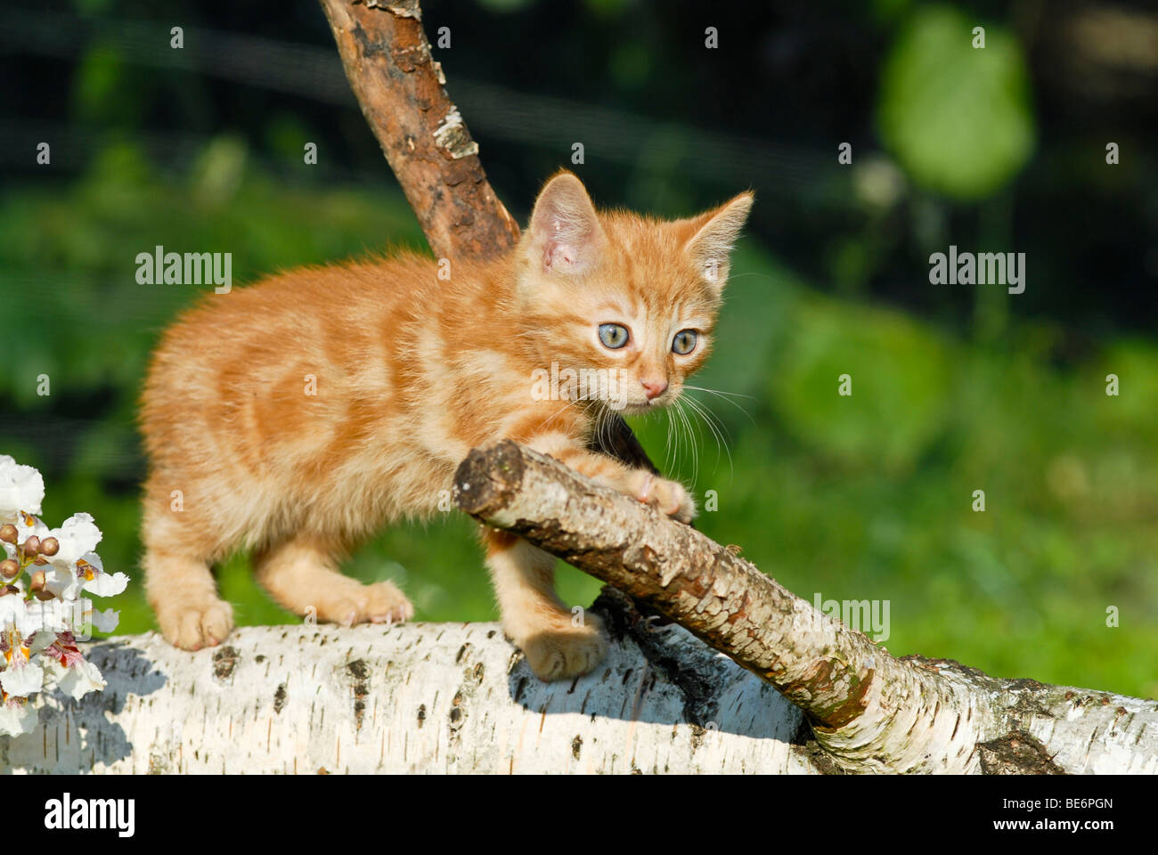 Domestic cat, kitten climbing over a birch log Stock Photo - Alamy