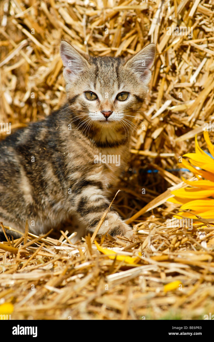 Cat in hay hi-res stock photography and images - Alamy