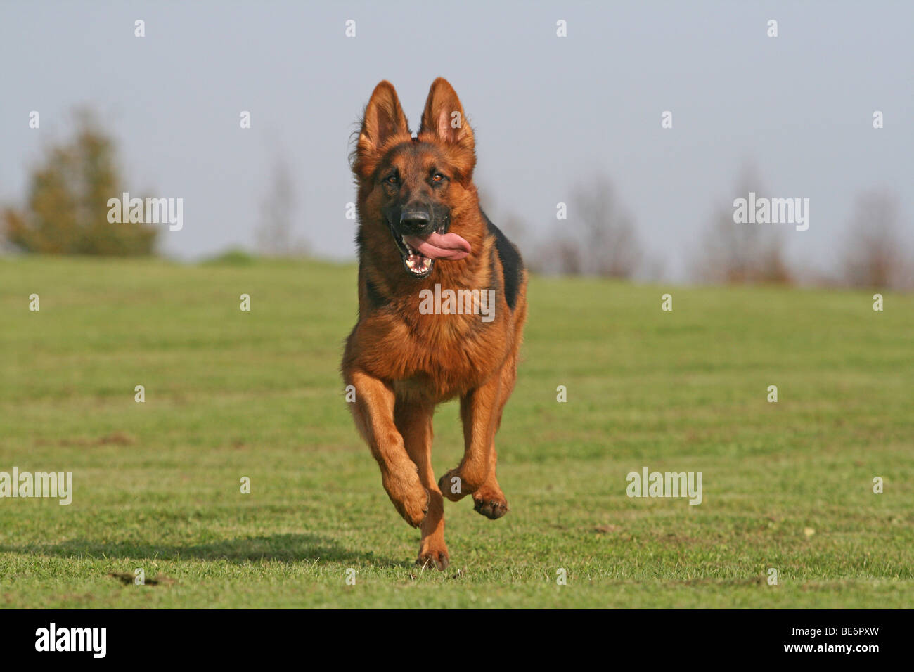 Old German Shepherd dog, long-haired German Shepherd, running through a ...