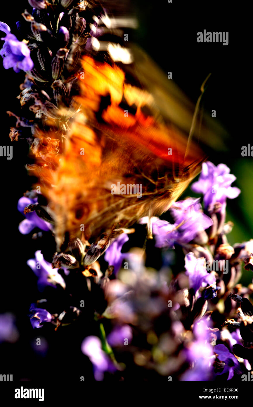 Butterfly in motion Stock Photo - Alamy