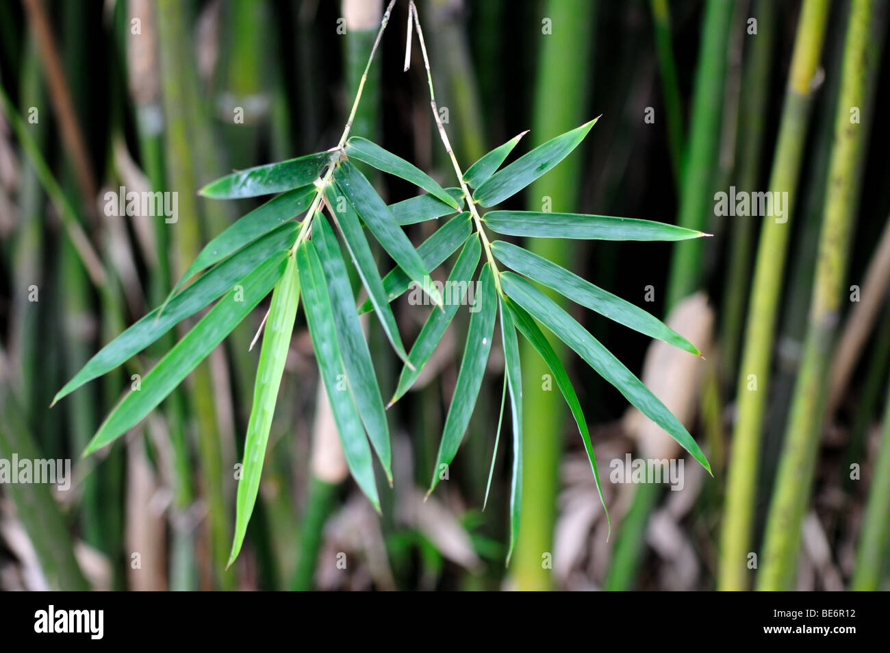 Leave bamboo hi-res stock photography and images - Alamy