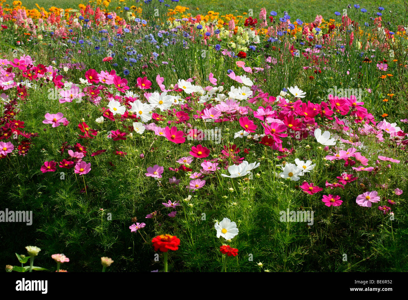 Different aster types hi-res stock photography and images - Alamy
