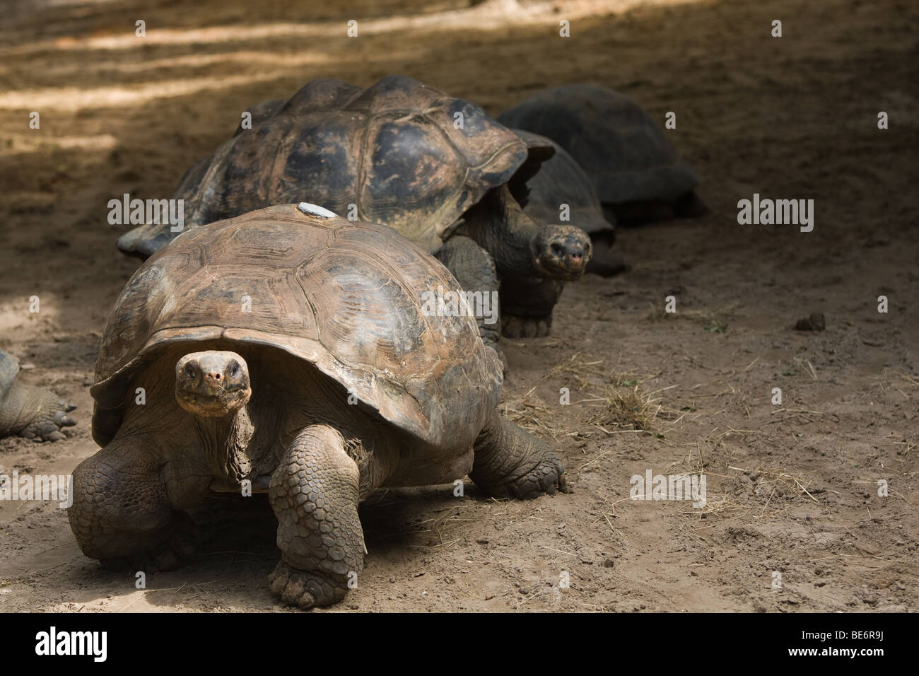 Galapagos giant tortoise mating hi-res stock photography and images - Alamy