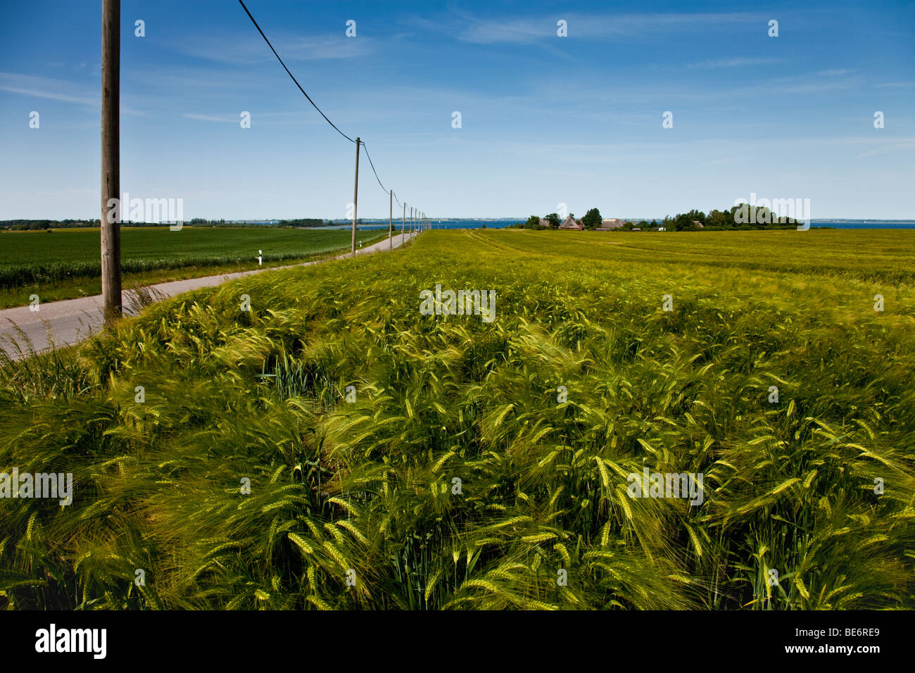 Vast field of grain hi-res stock photography and images - Alamy