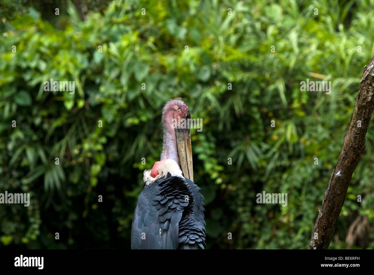 Just looking around Stock Photo - Alamy