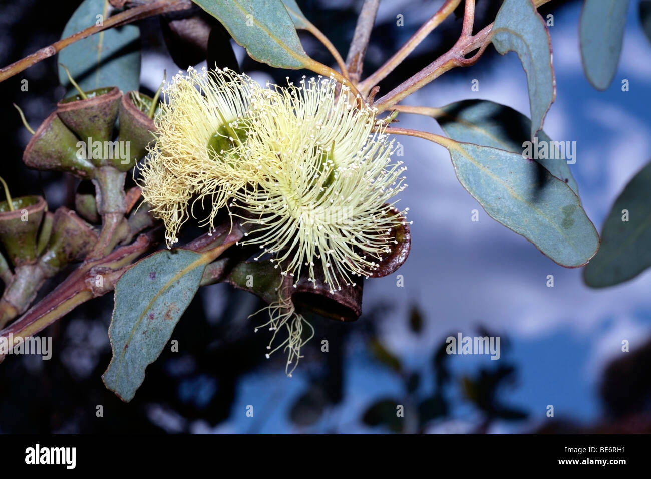 Mallee trees hi-res stock photography and images - Alamy