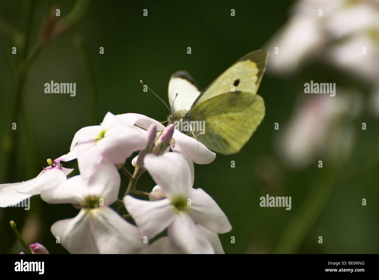 Butterfly jasmine hi-res stock photography and images - Alamy