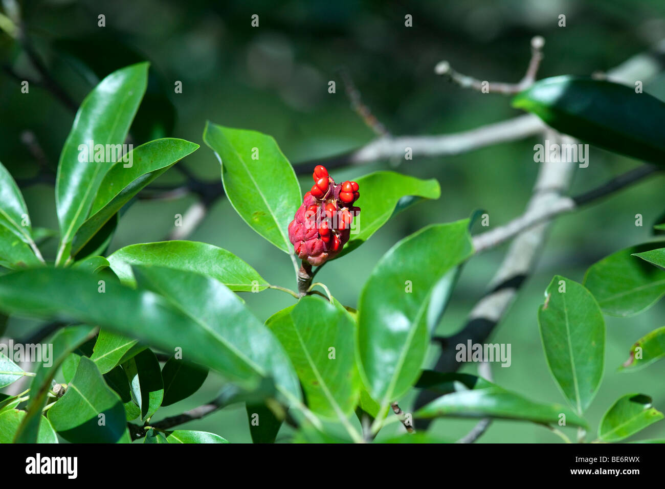 Seeds emerging from a Sweetbay Magnolia Virginiana magnoliaceae in ...