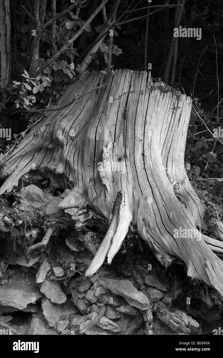 Dead tree stump in a wood near Kirkby Moorside Yorkshire England Stock ...