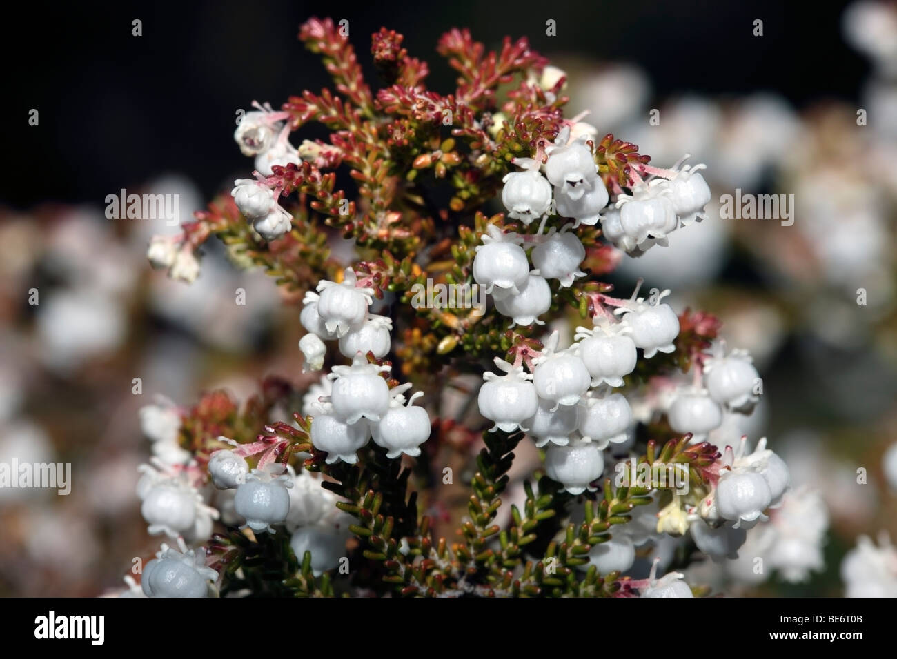 White Heath-Erica formosa-Family Ericaceae Stock Photo - Alamy